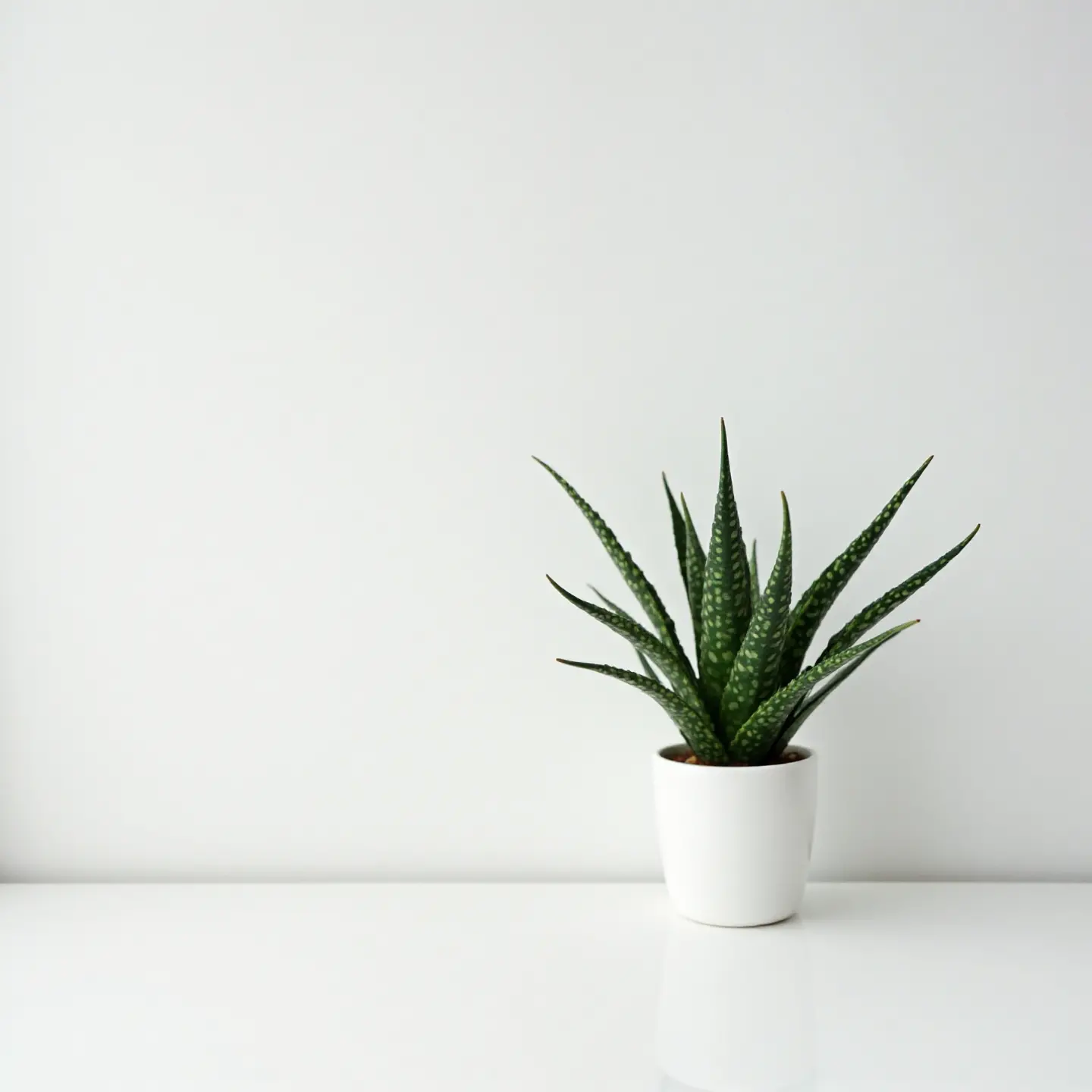 Detailed Analysis of Plant Presentation and Reflection on Surface