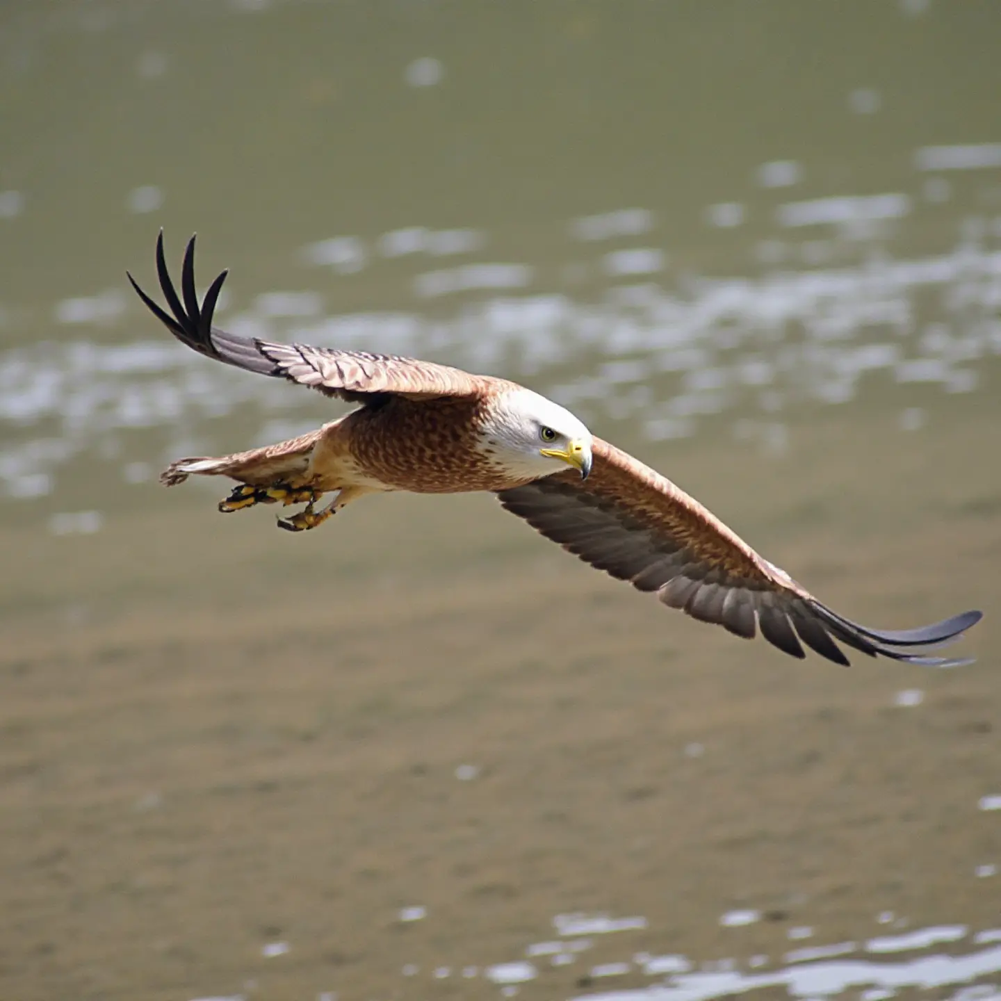 The Transformation of a Small Bird into a Majestic Eagle
